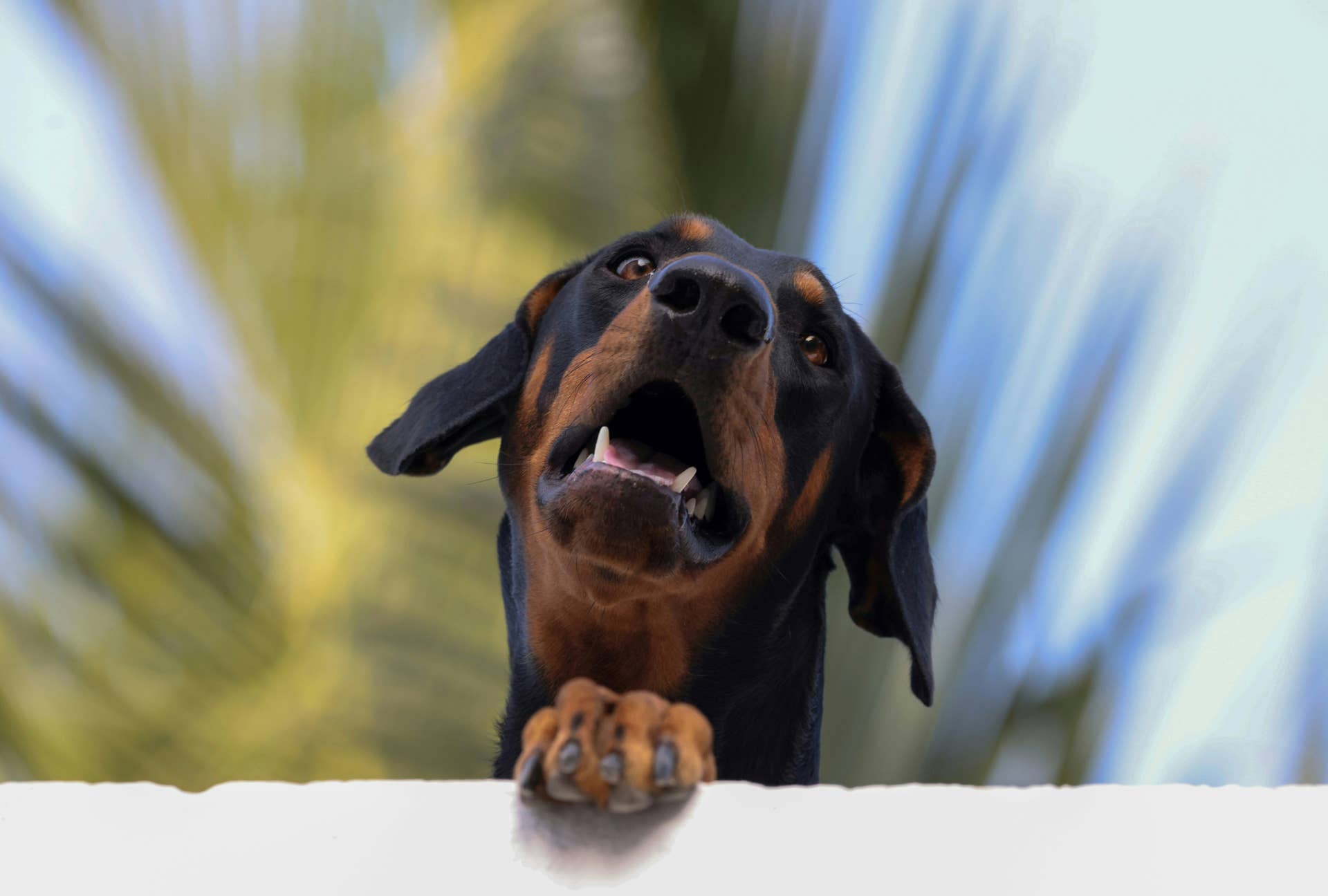 Adopting a Doberman From a Shelter: What New Parents Need to Know ...