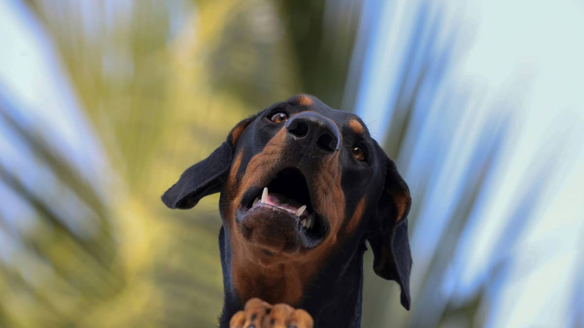 Adopting a Doberman From a Shelter: What New Parents Need to Know ...