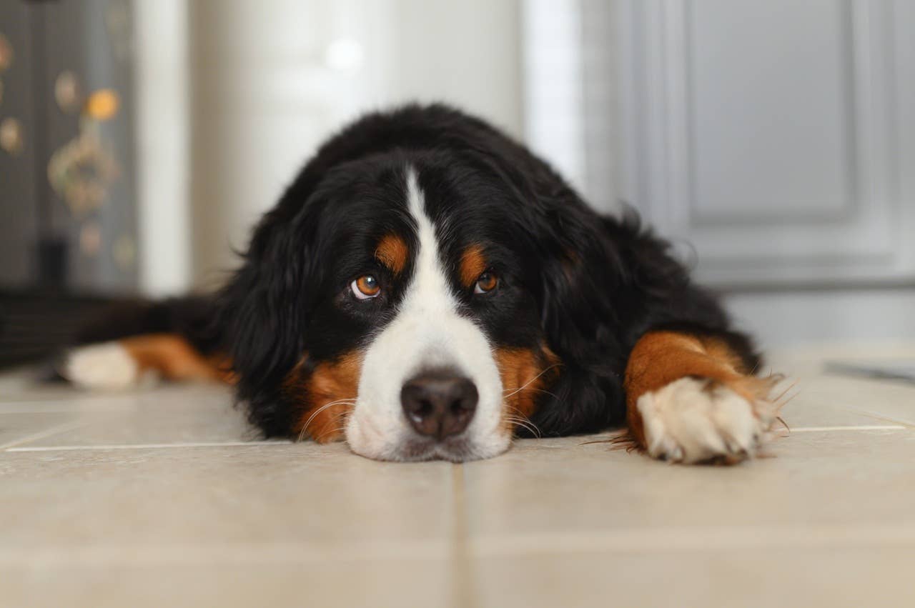 7 Signs Your Dog Is Judging You, Experts Explain - Parade Pets