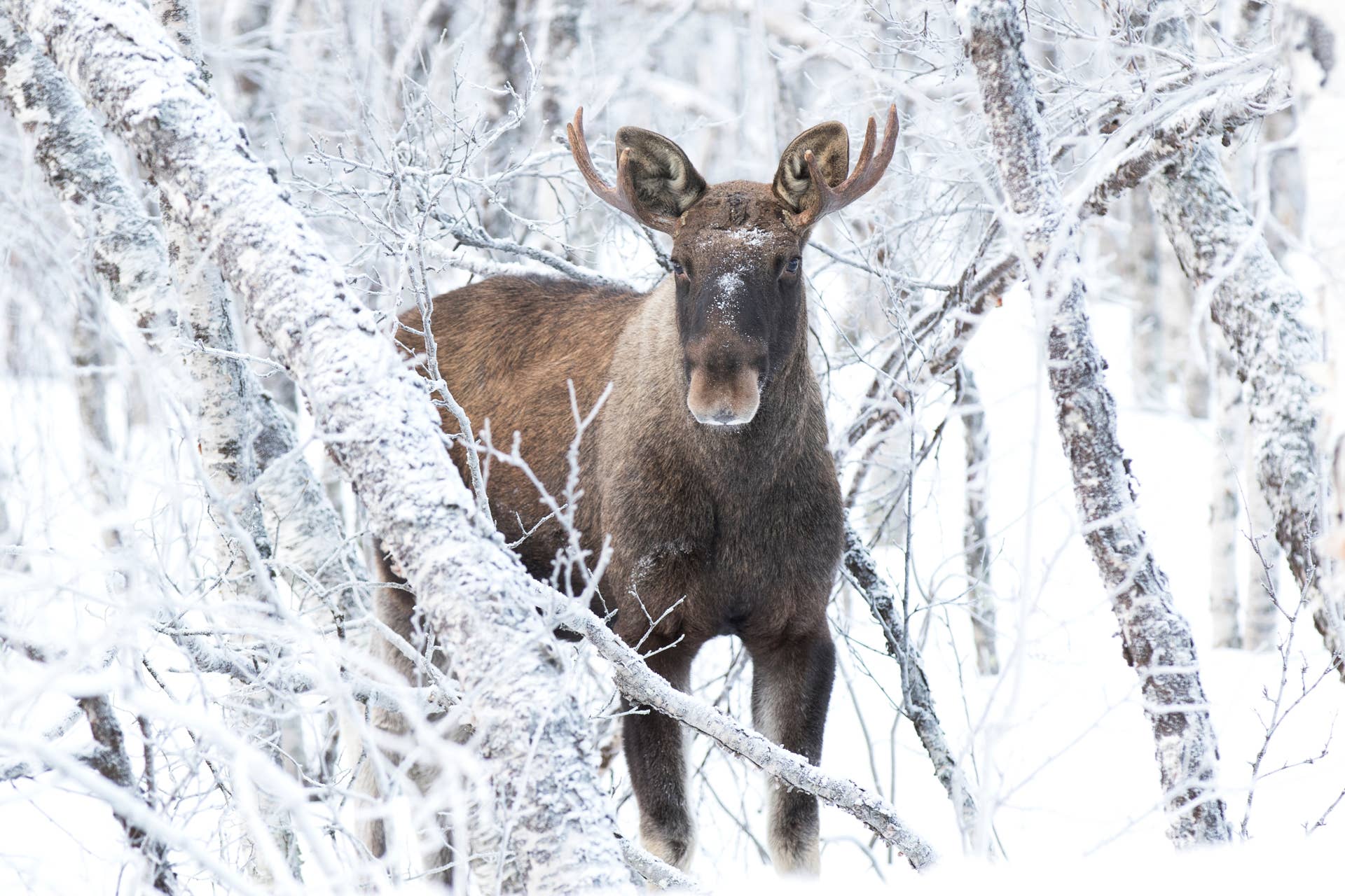 Kind Snowmobilers Rescue Moose Trapped in New Hampshire Snow and ...