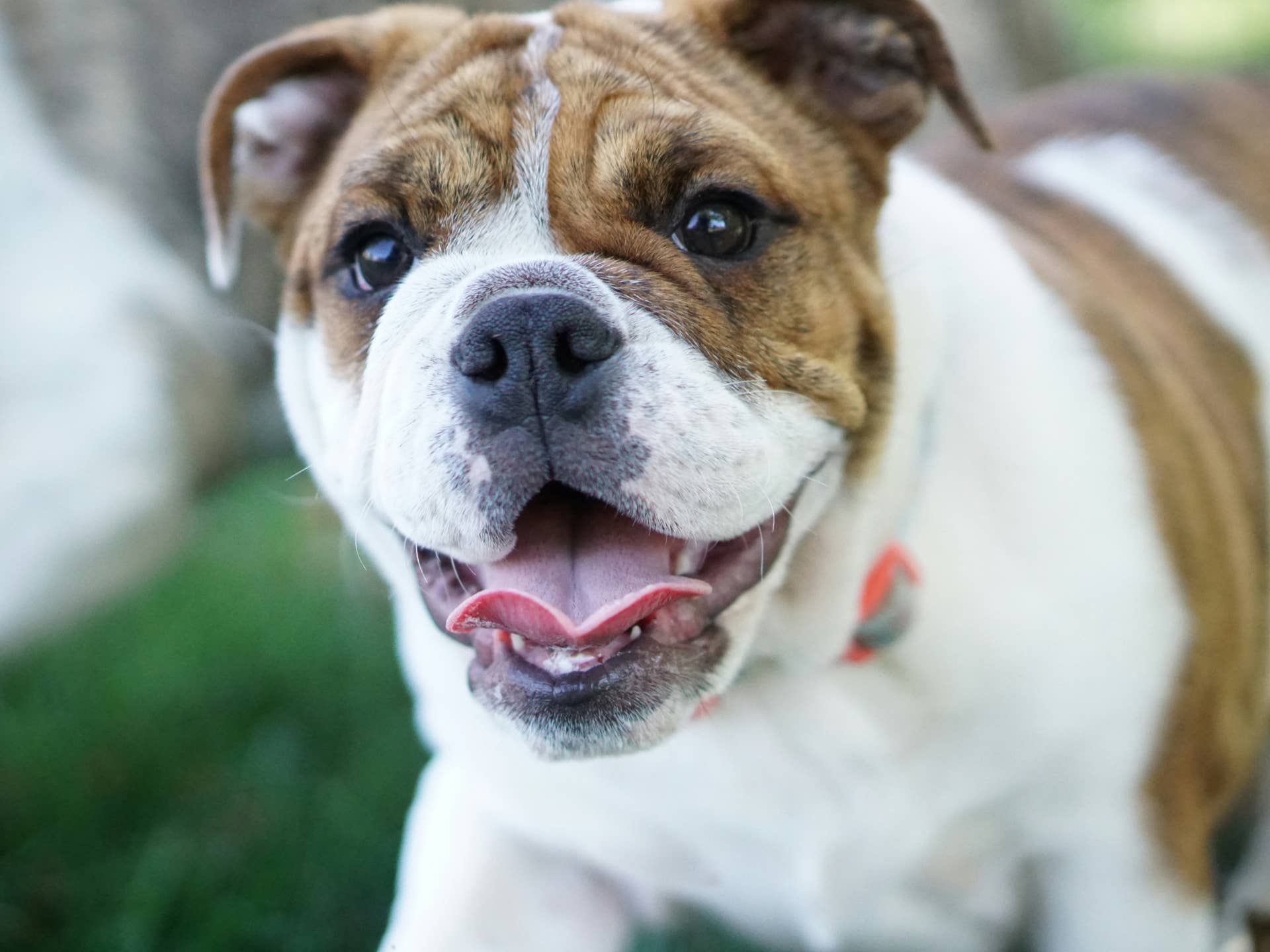 Shelter Bulldog Who 'Never Got to Be a Puppy' Is Finally Finding Her ...