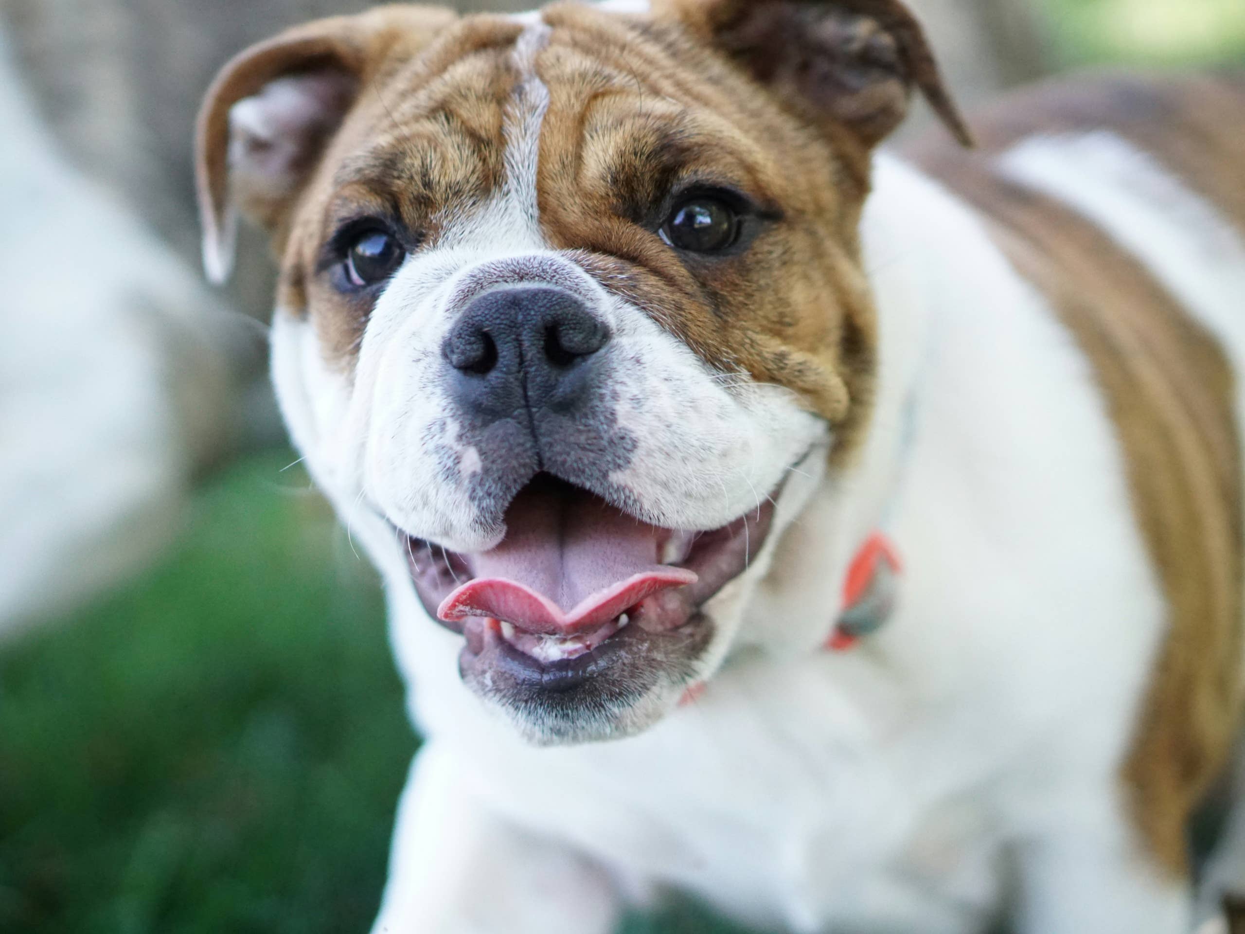 Shelter Bulldog Who 'Never Got to Be a Puppy' Is Finally Finding Her ...