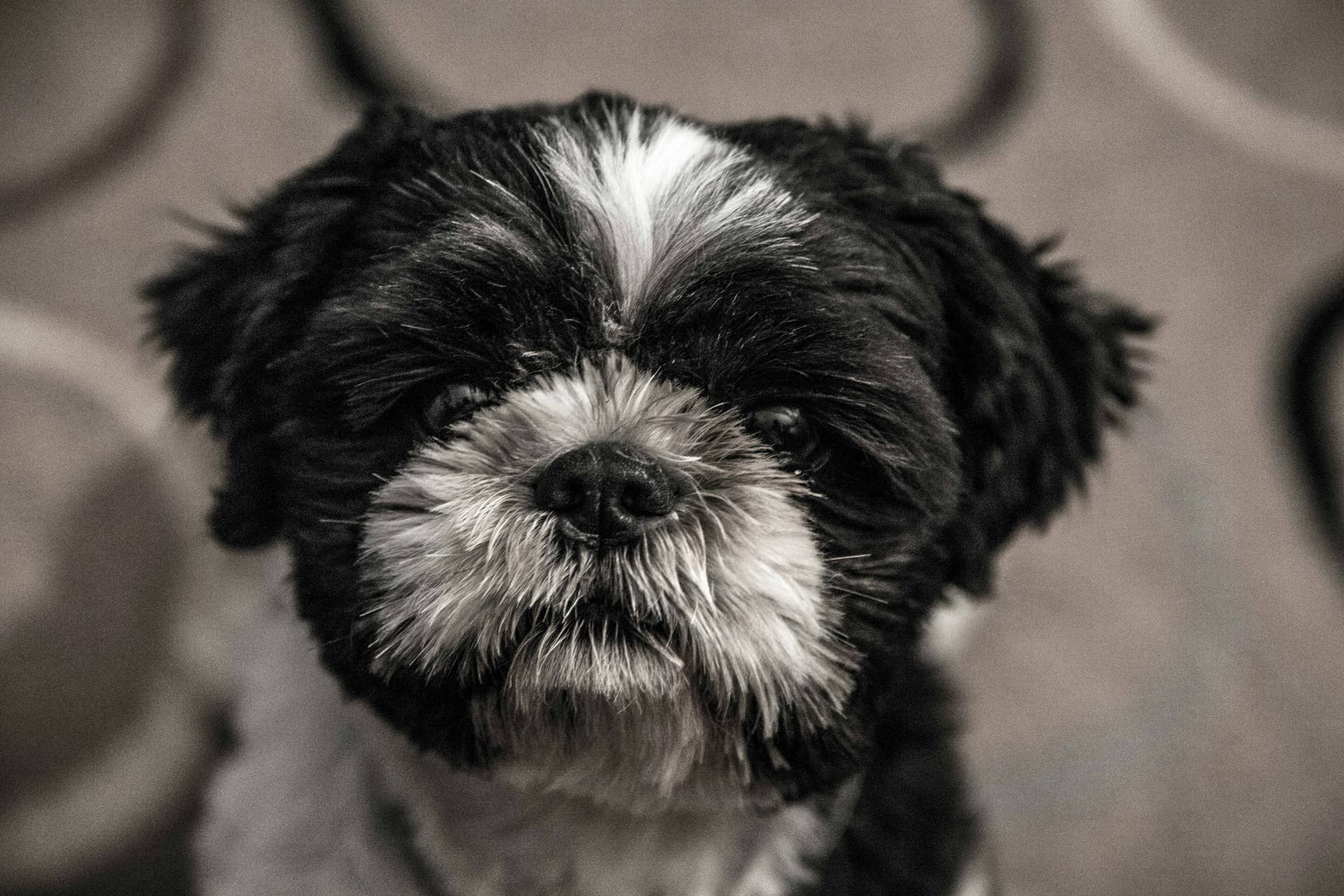 Shih-Tzu 'Demands' the Whole Family Go to Bed on Time - Parade Pets