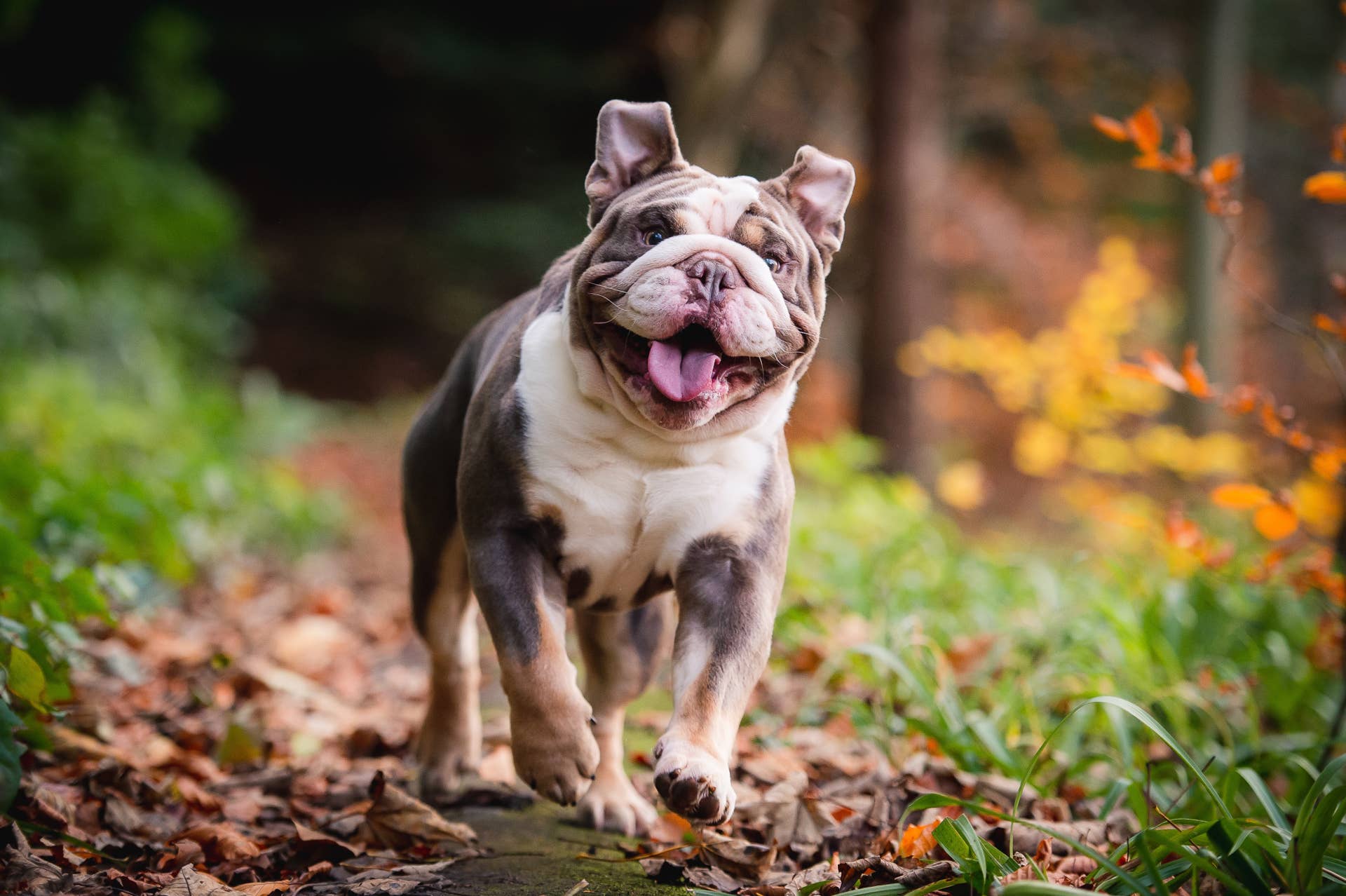 Mom 'Rage Baits' Bulldog With 2 Words—Her Mischievous Response Is ...