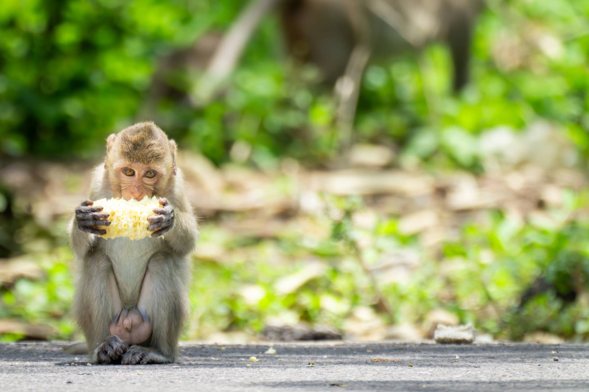Baby Monkey 'Punch' Who Went Viral After Being Abandoned Gets the Most ...