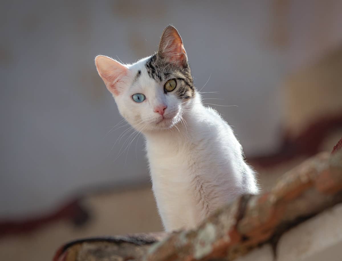 Tabby Cat’s Rare Three Colored Eyes Look Like Tiny Galaxies - Parade Pets