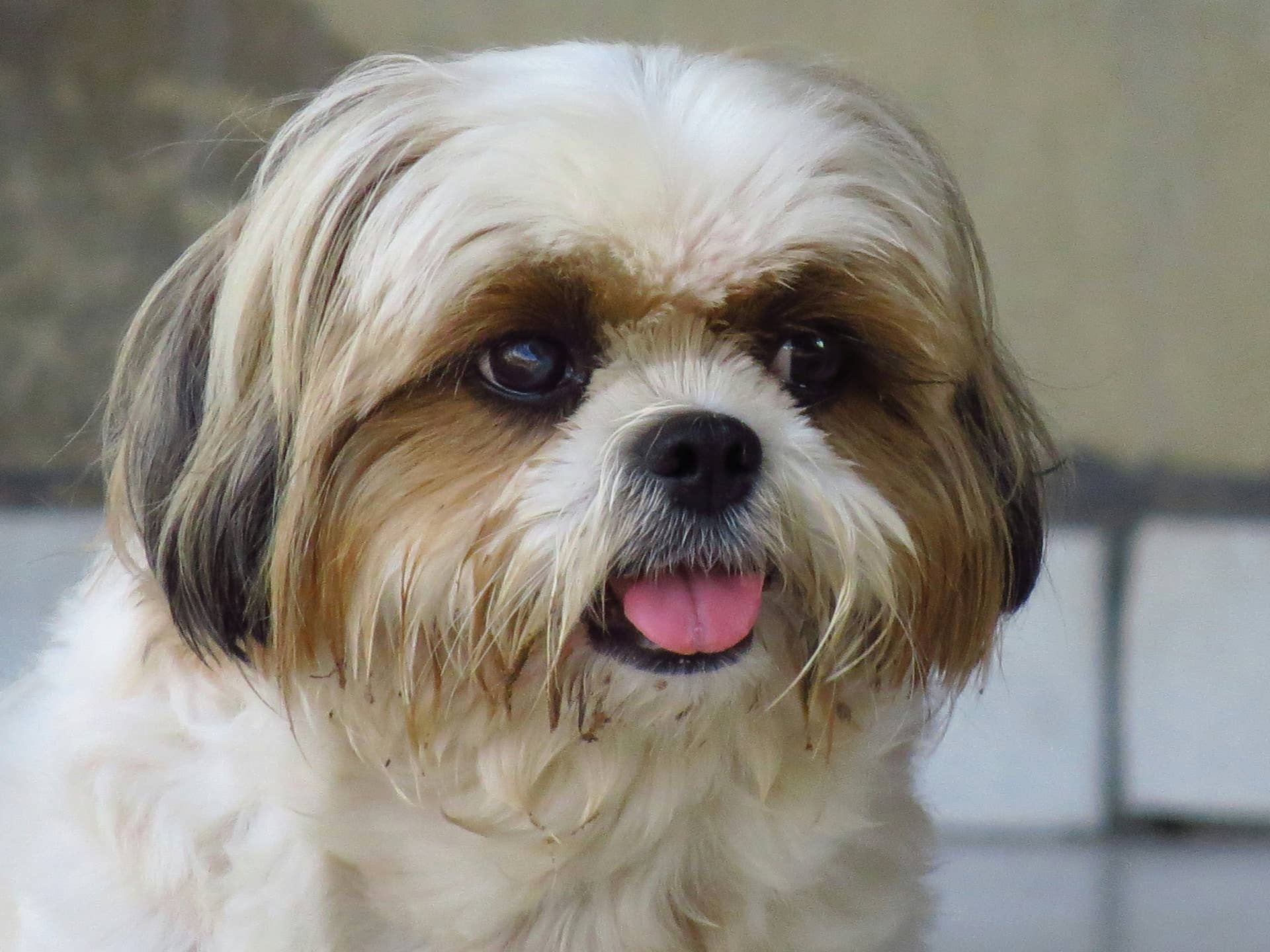 Foster Shih-Tzu With Dozens of Adoption Apps Meets Forever Family and ...