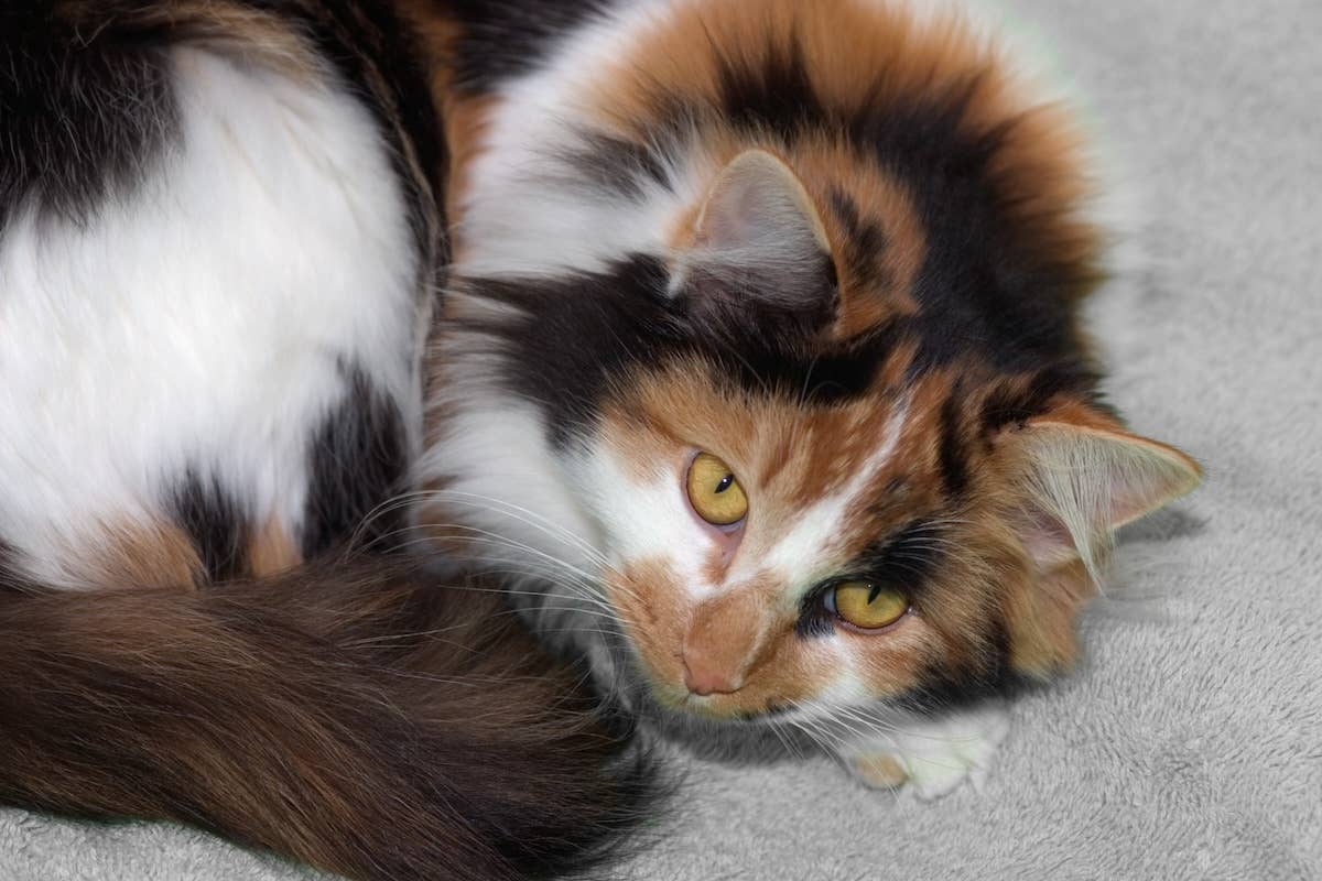 Massive Calico Cat Has Funniest Protest When Dad Stops Petting Her ...