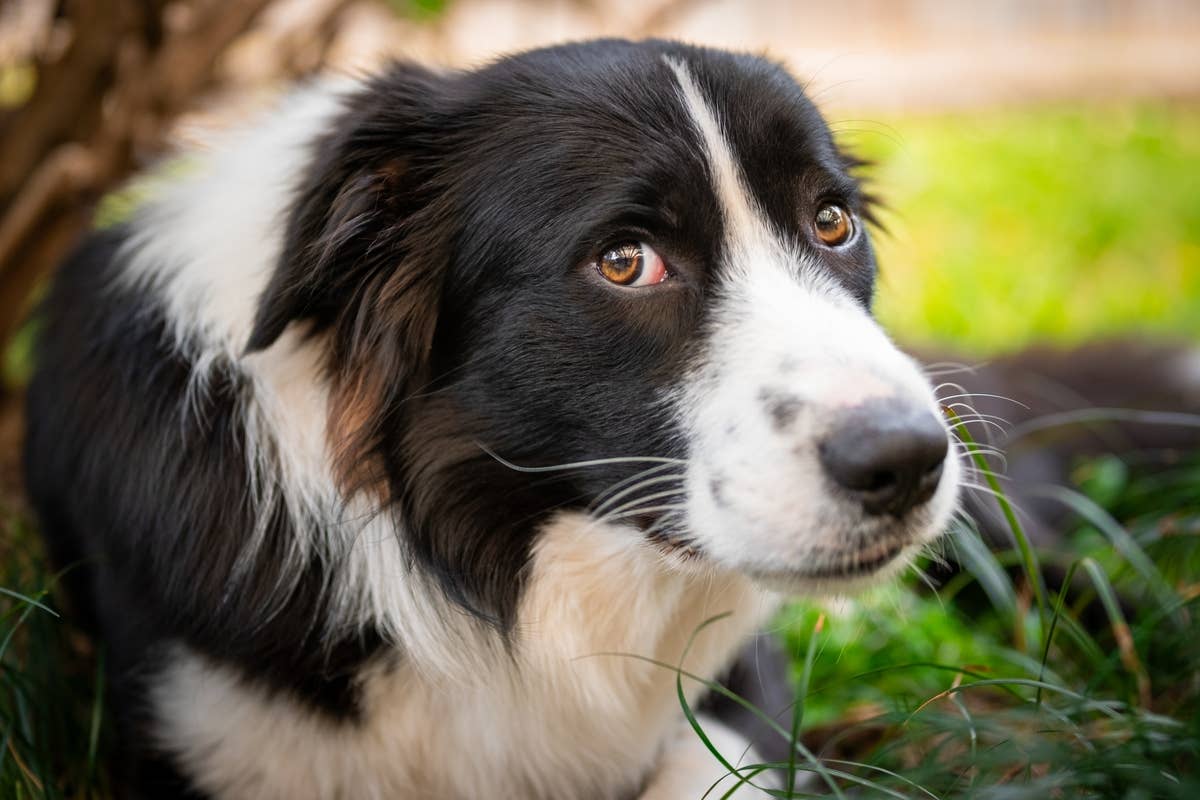 'Attacked' Street Dog Gets Second Chance After Rescue and Is 'Softest ...