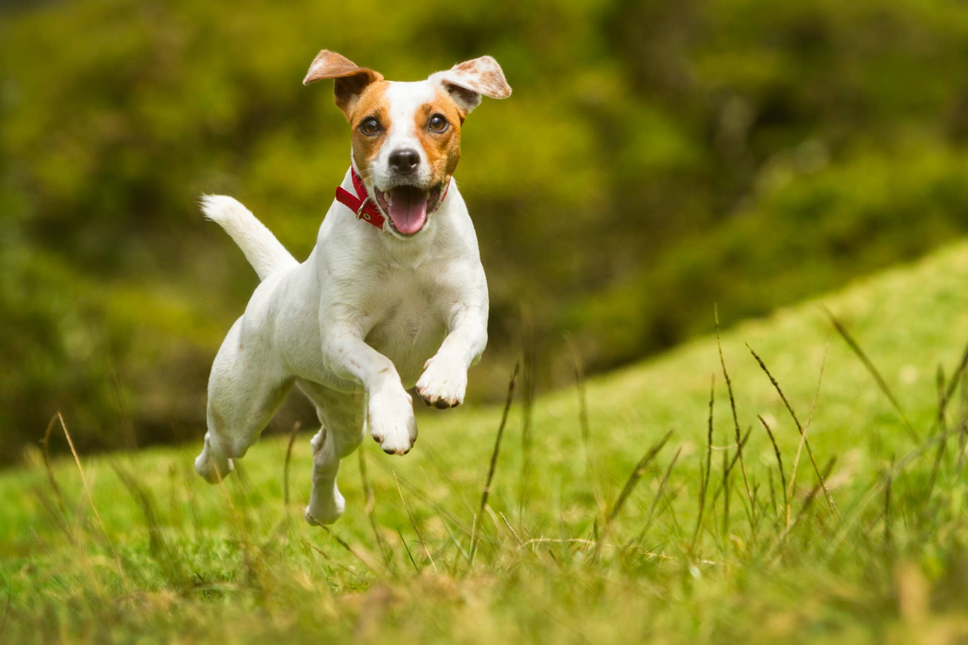 Jack Russell Terriers Spot a Snake During a Walk - Parade Pets