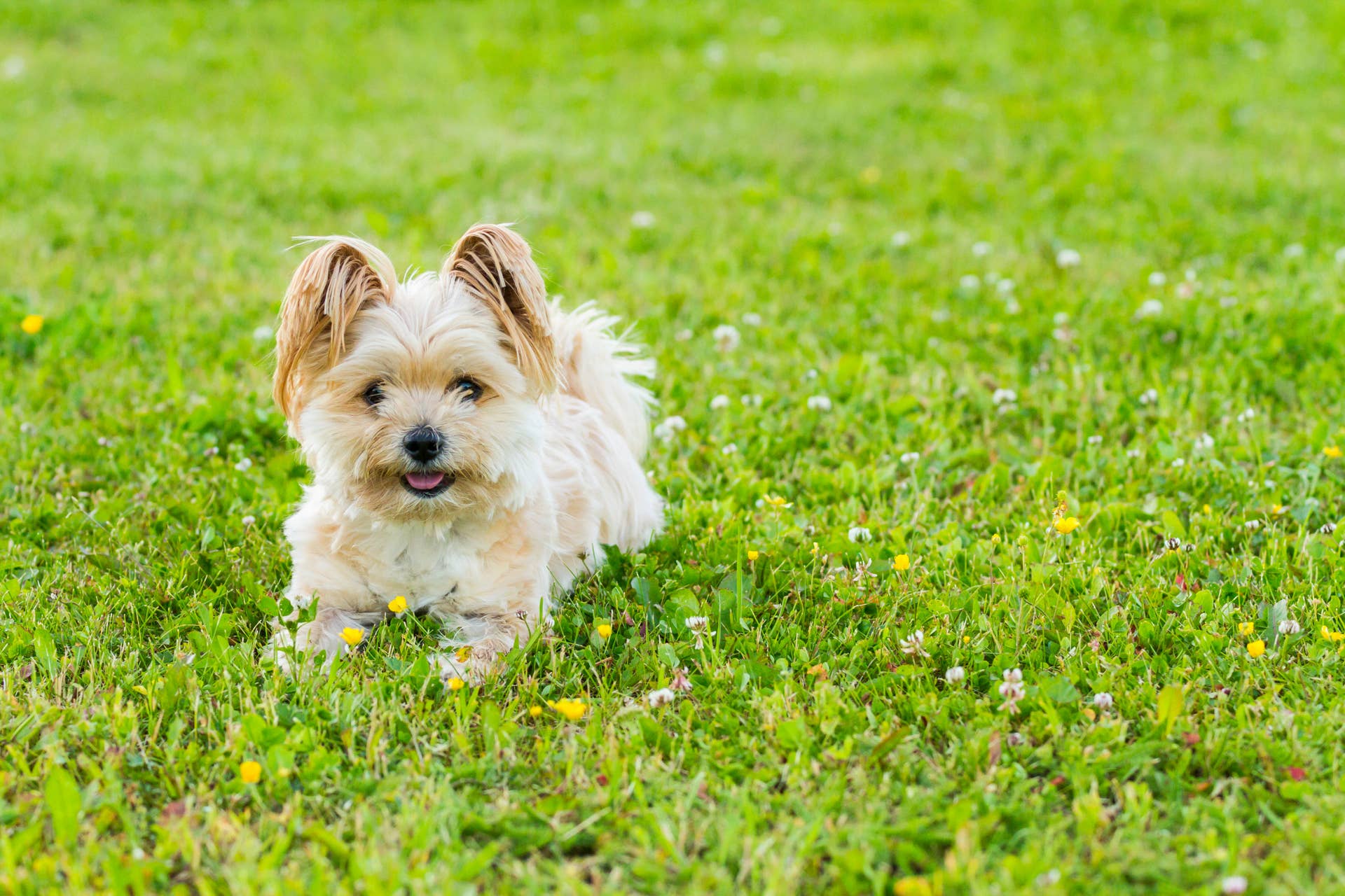Senior Pomeranian-Yorkie Mix Nails the Perfect 'Moonwalk' - Parade Pets