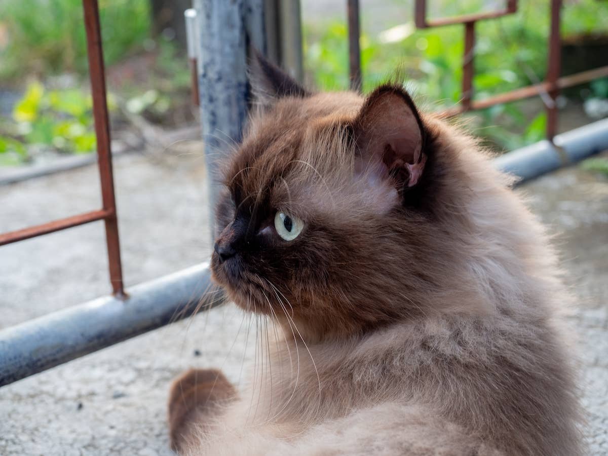 Funny Munchkin Cat 'Announcing' Bedtime to the House Is Such a Boss ...