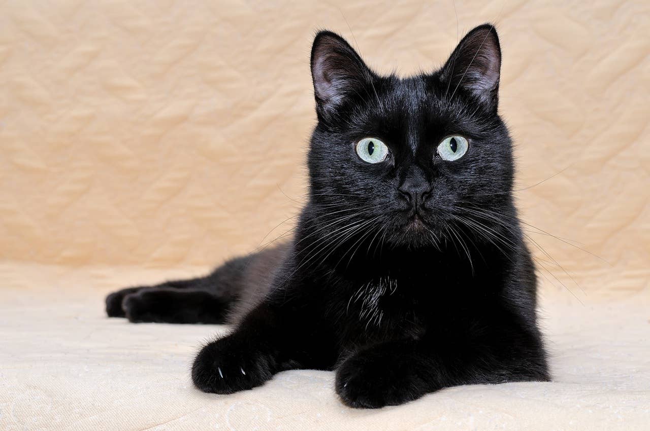 7 Loyal Cat Breeds That Bond Closely With Their Owners - Parade Pets