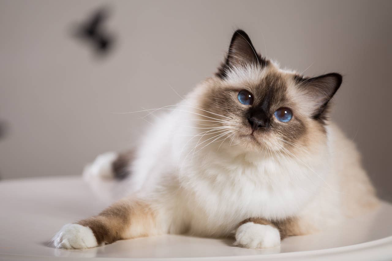 7 Loyal Cat Breeds That Bond Closely With Their Owners - Parade Pets