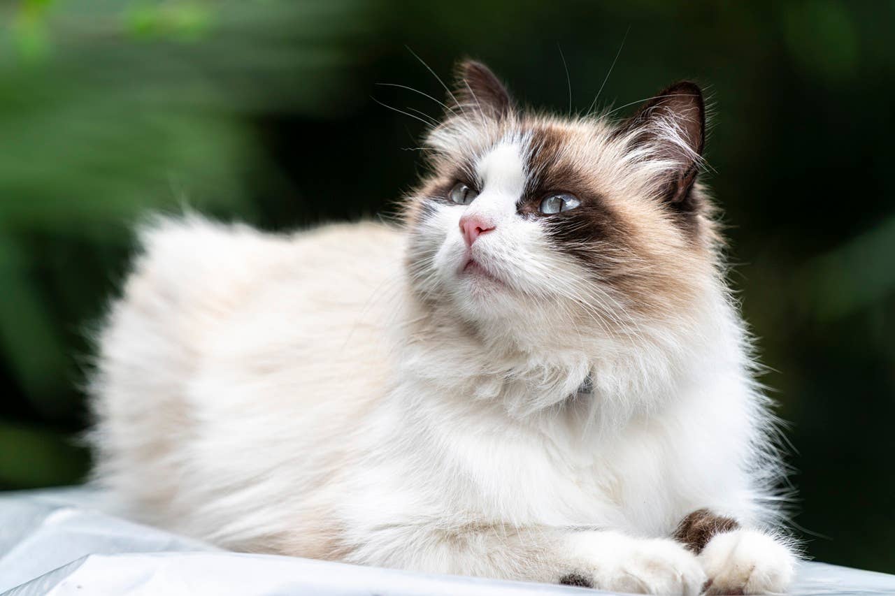 7 Loyal Cat Breeds That Bond Closely With Their Owners - Parade Pets