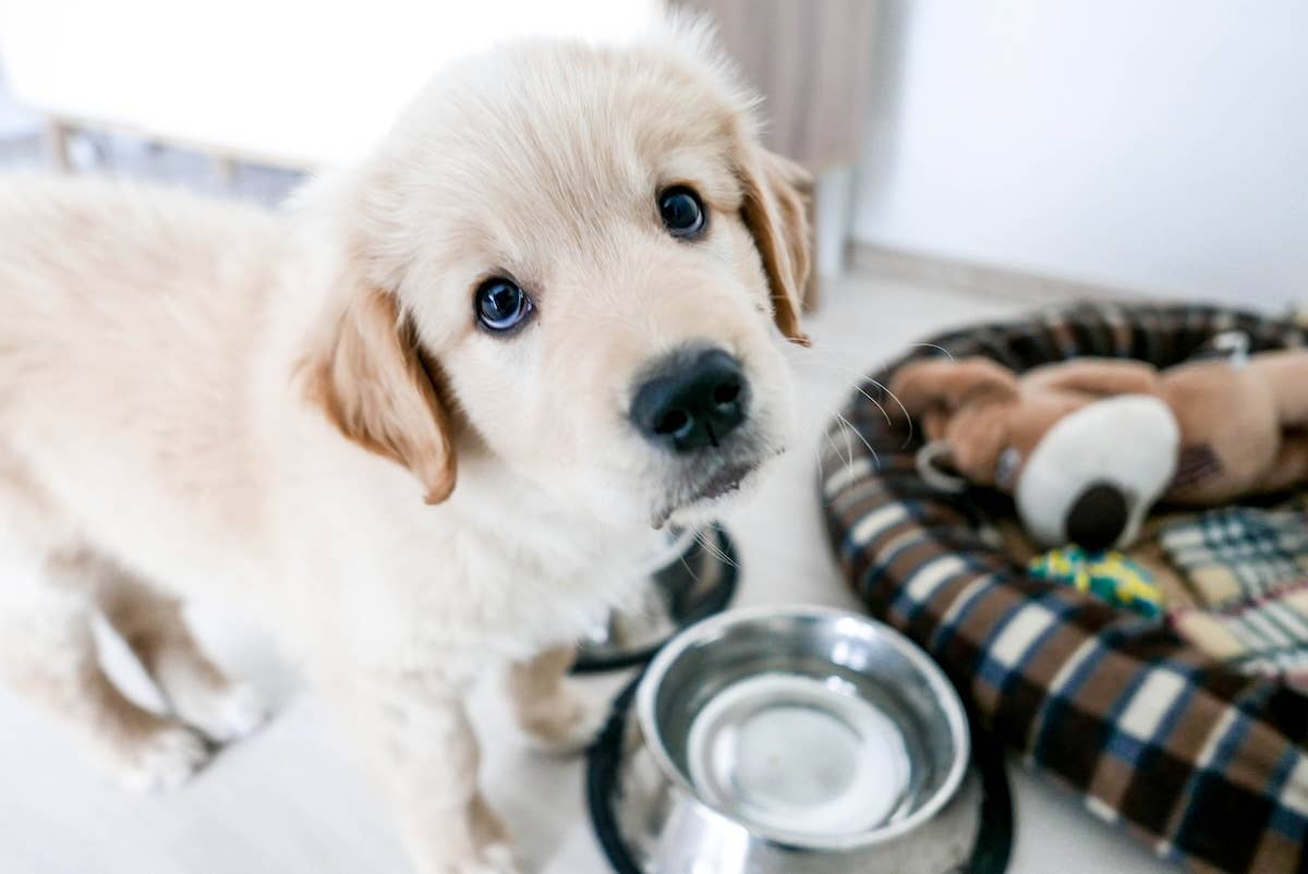Dog Struggles With Slow Feeder Bowl in Viral Funny Video - Parade Pets