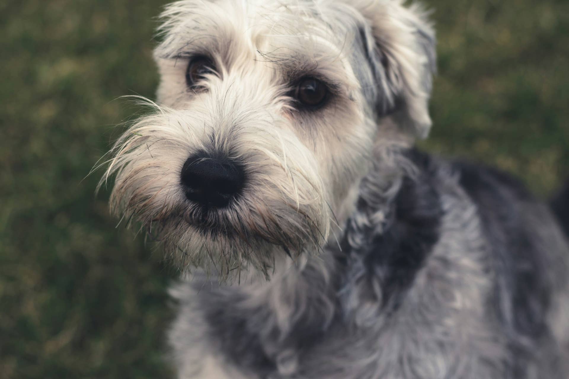 Miniature Schnauzer Missing From Texas for 2 Years Was Just Found in ...