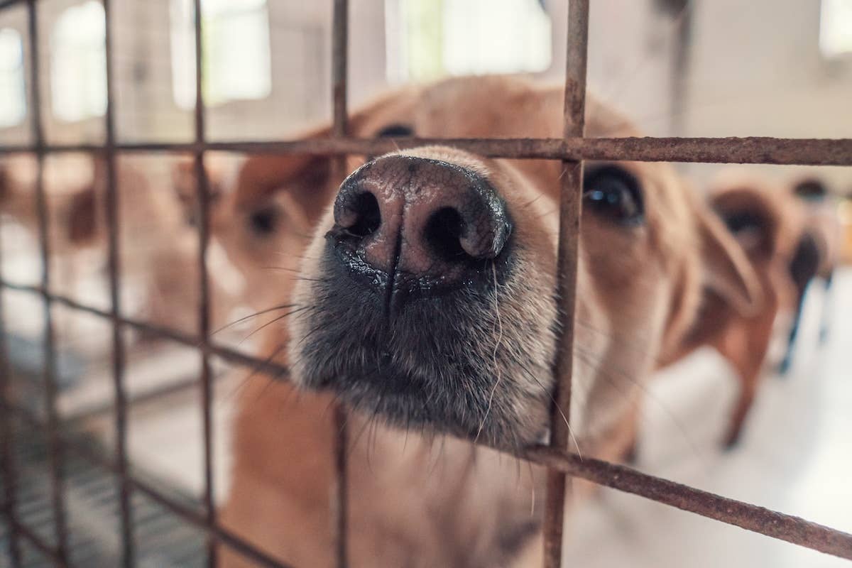 National Scavenger Hunt Aims to Find Forgotten Shelter Dog - Parade Pets