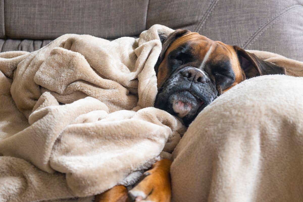 Boxer's Epic Day at Grandma's Is Every Princess Pup's Dream - Parade Pets