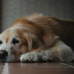 Oldest-Living Cat's Golden Abstract Fur Is Like a Beautiful Painting ...