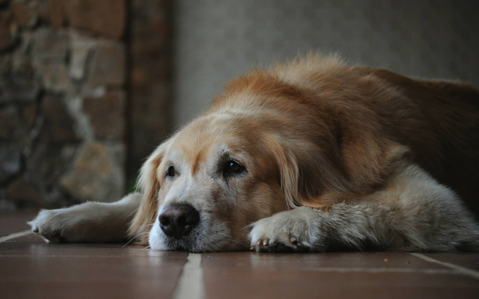 Vet Climbs Into Crate With 'Snuggle Deficient' Senior Golden Retriever ...
