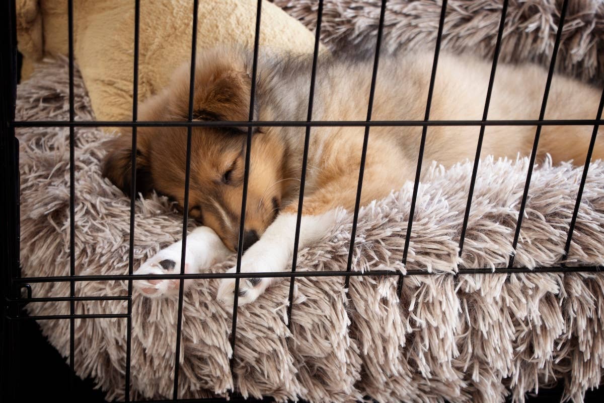 Lost Puppy Becomes Permanent Resident After Social Media Search ...