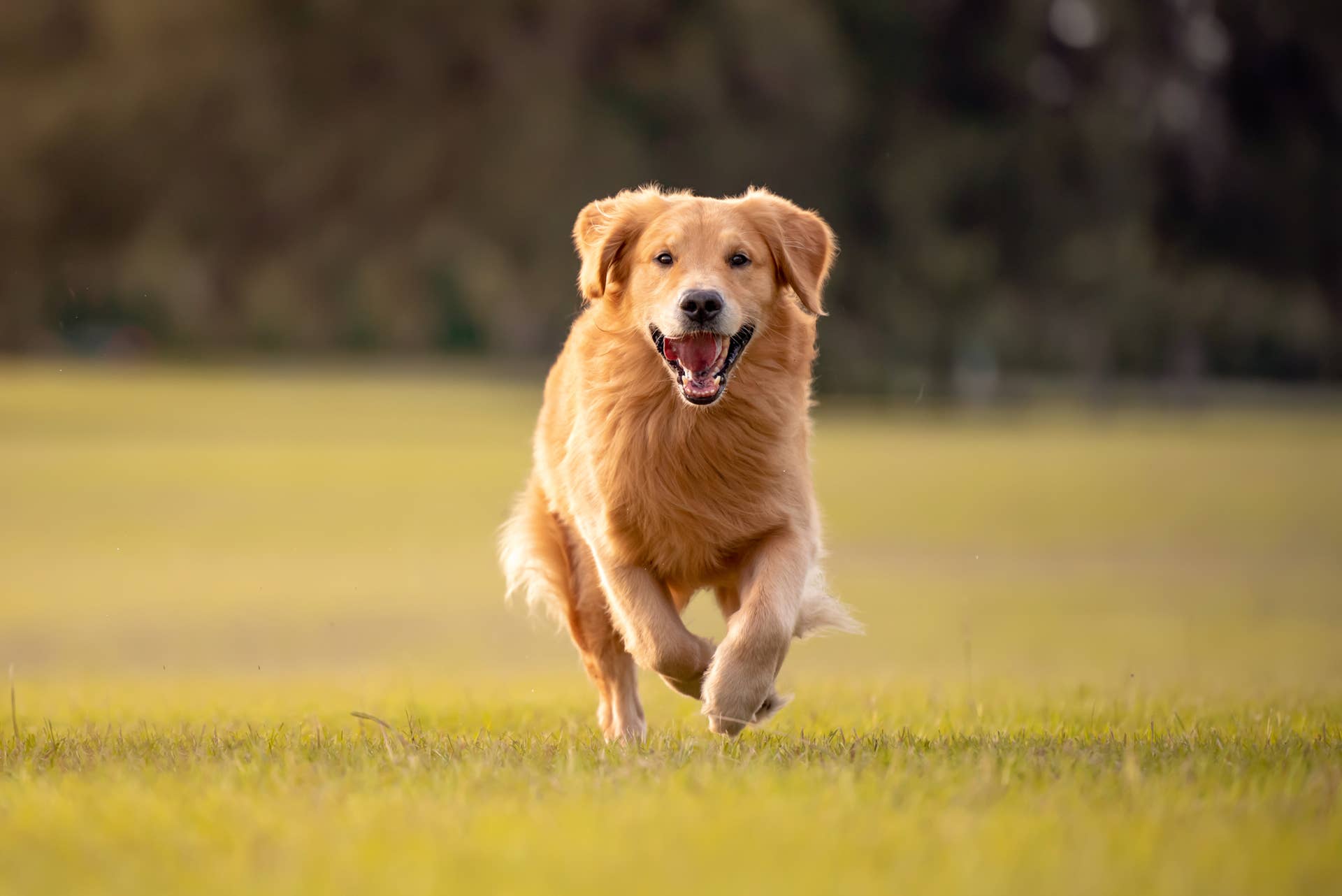 Golden Retriever 'Influencer' Trends After Stealing Mom's Camera ...