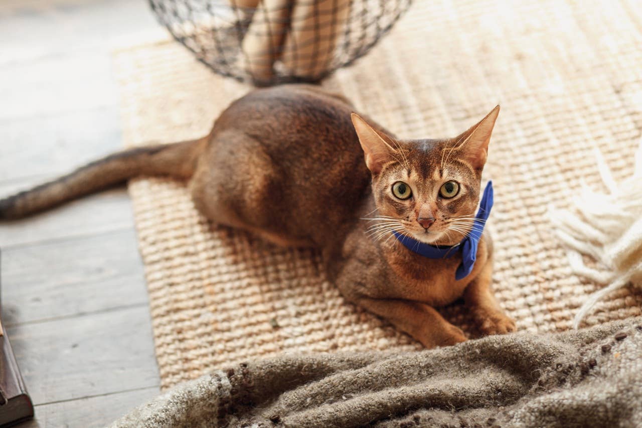 6 Most Popular Cat Breeds to Own in 2026, According to Vets - Parade Pets