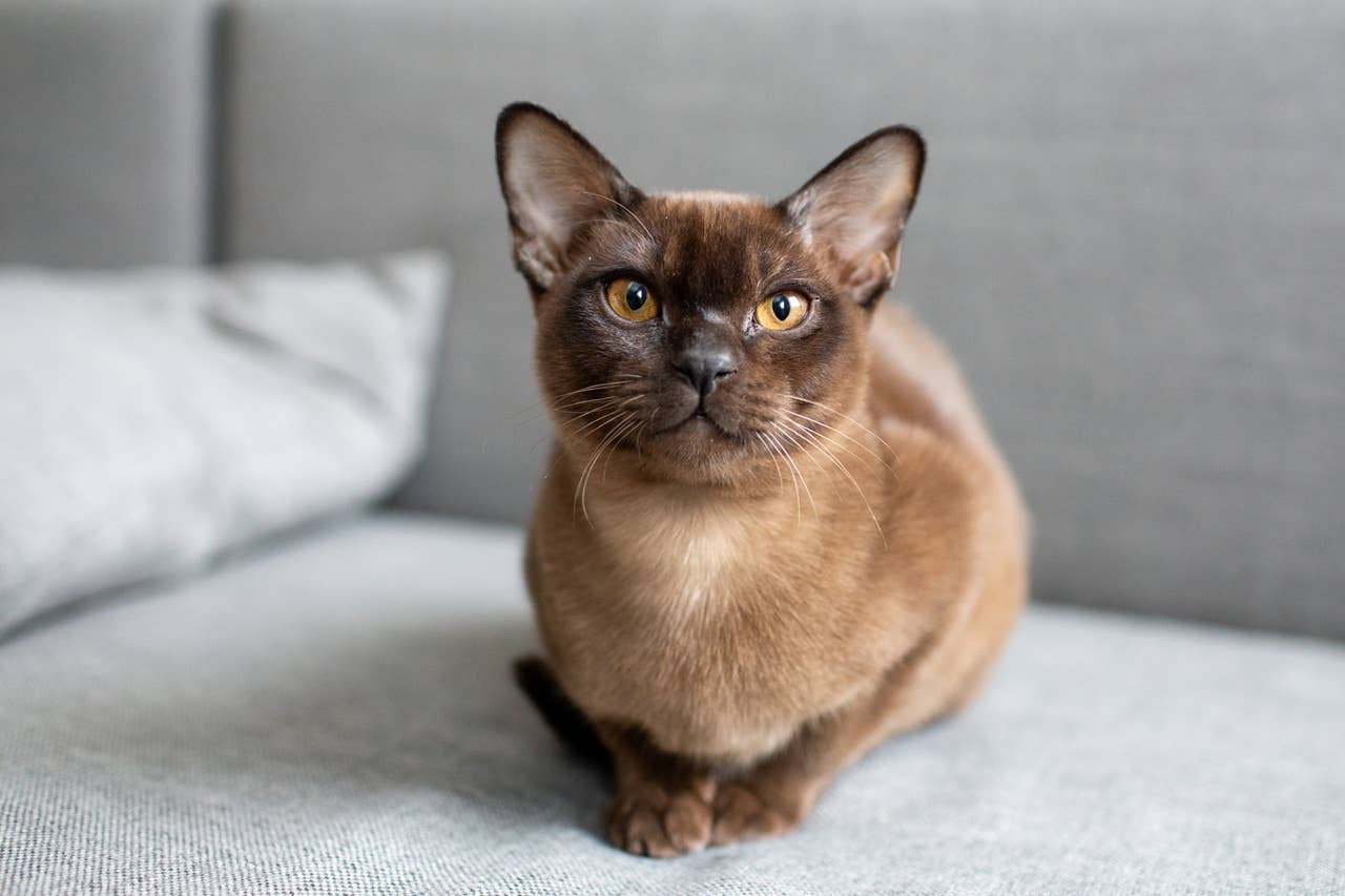 6 Most Popular Cat Breeds to Own in 2026, According to Vets - Parade Pets