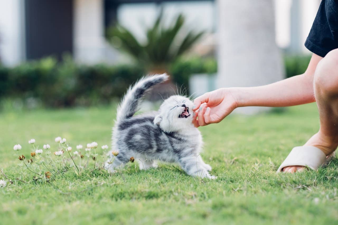 6 Most Popular Cat Breeds to Own in 2026, According to Vets - Parade Pets
