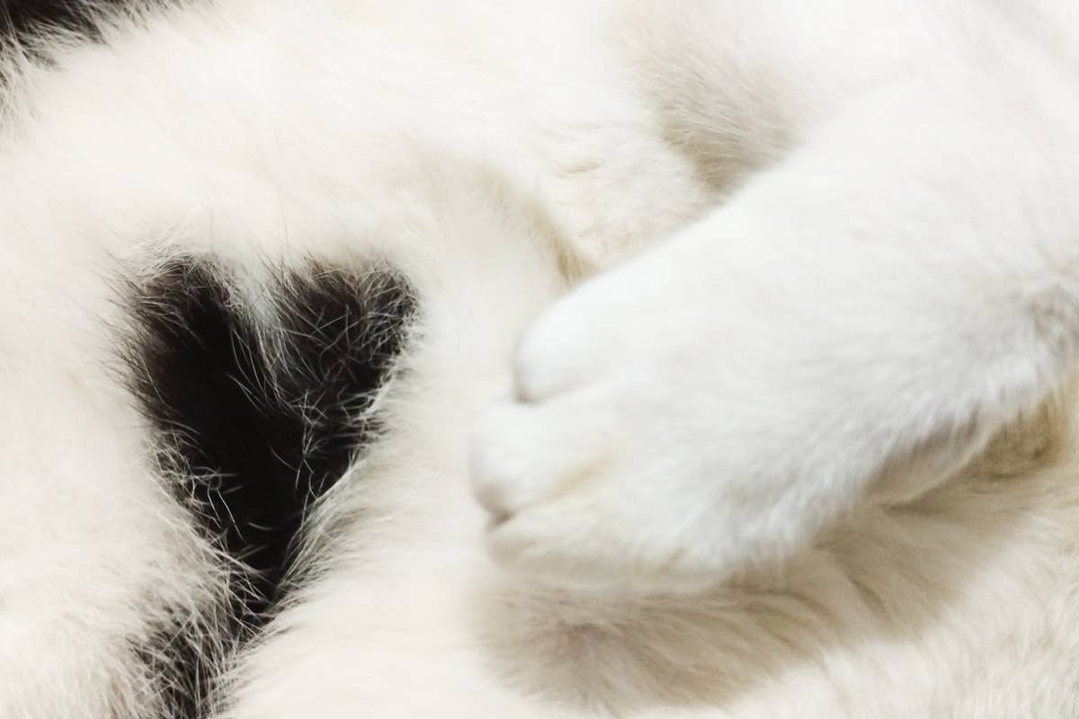 Mother Tuxedo Cat Gives Birth to 3 Most Precious 'Copy and Pastes' of ...