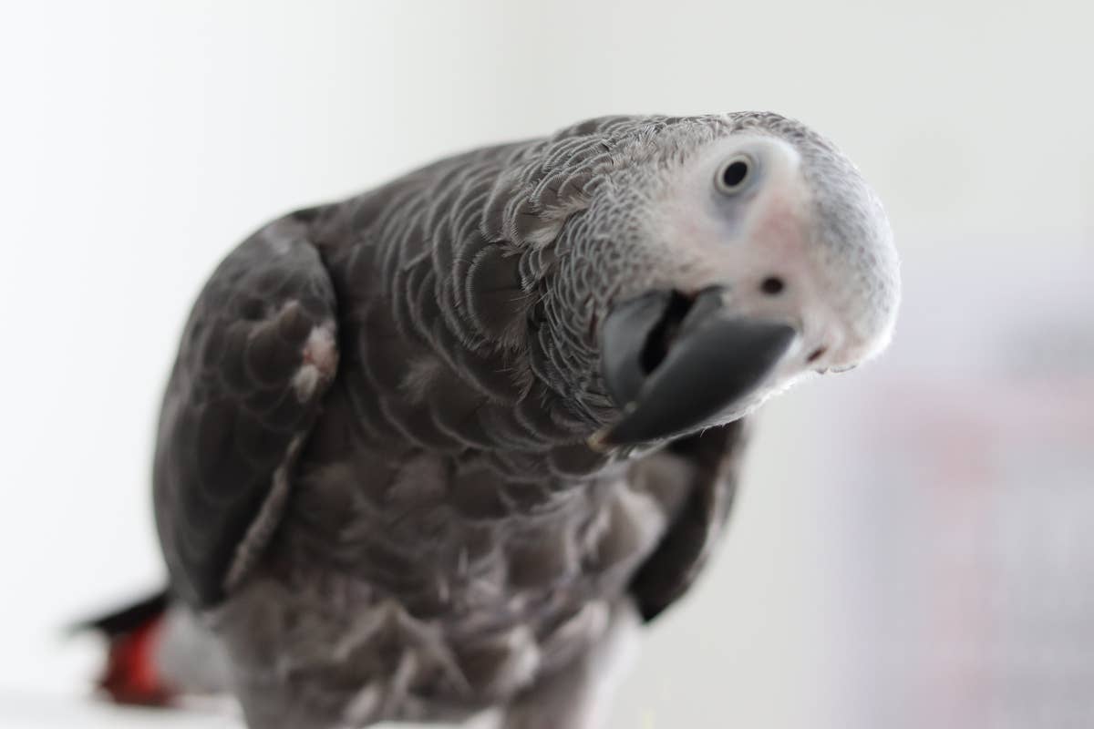 African Grey Parrot Mocking Sick Mom Deserves a 'Best Comedy' Oscar ...