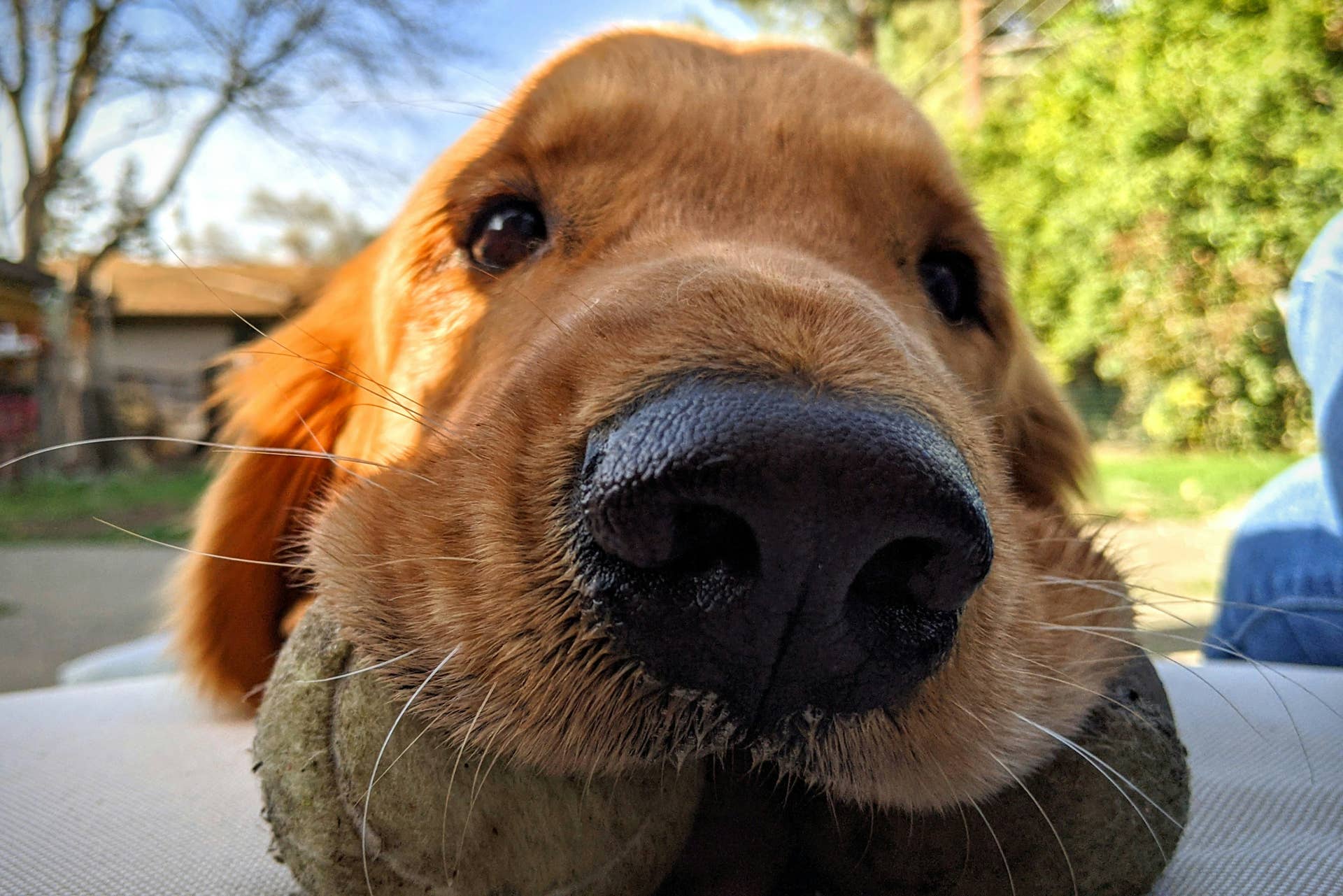 Golden Retriever Falls in Love With a Big Ball in Viral Moment - Parade ...