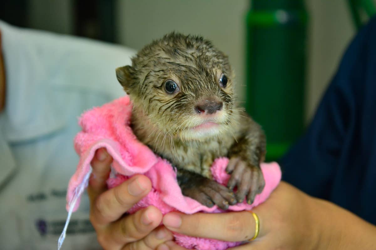 Otter Pups’ ‘Post Swim Class Snuggle’ Is Like Heaven on Tape - Parade Pets