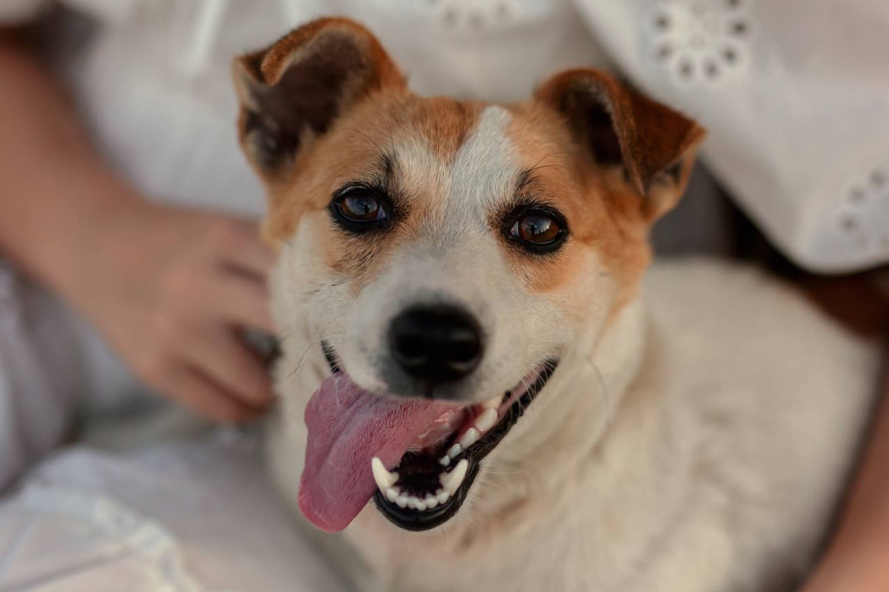 How to Make Your Dog Happy: The #1 Tip from a Trainer - Parade Pets