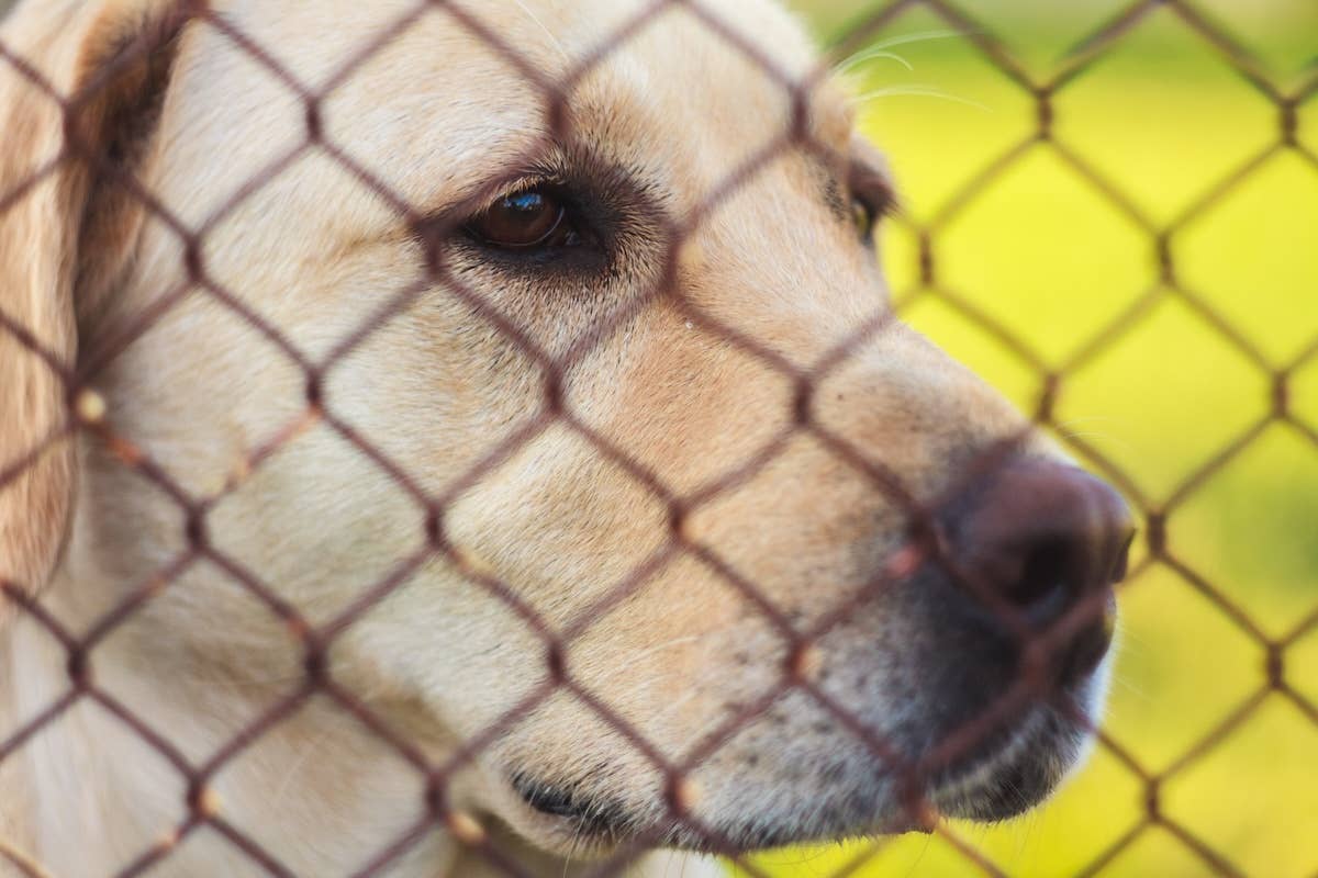 Dog’s Overjoyed Reunion With Mom After Being Left at Shelter Is ...
