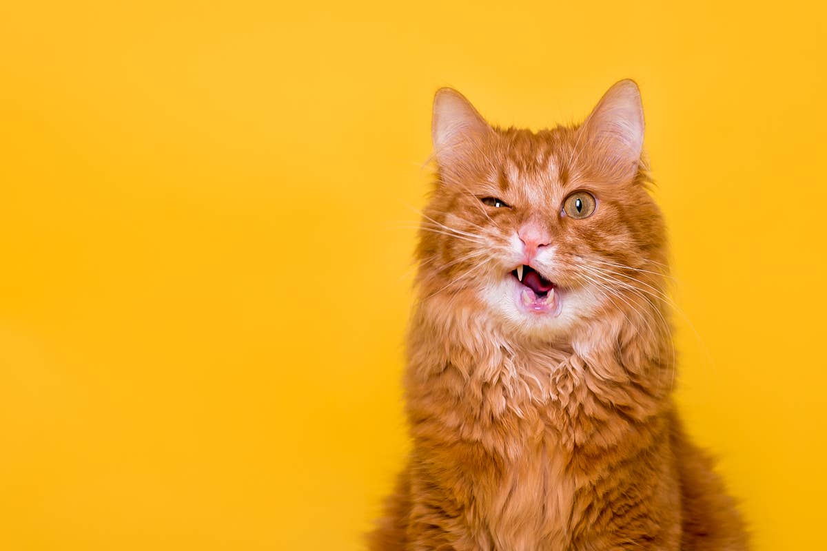 Tripod Orange Cat Wins Rescuer's Heart at First Sight - Parade Pets