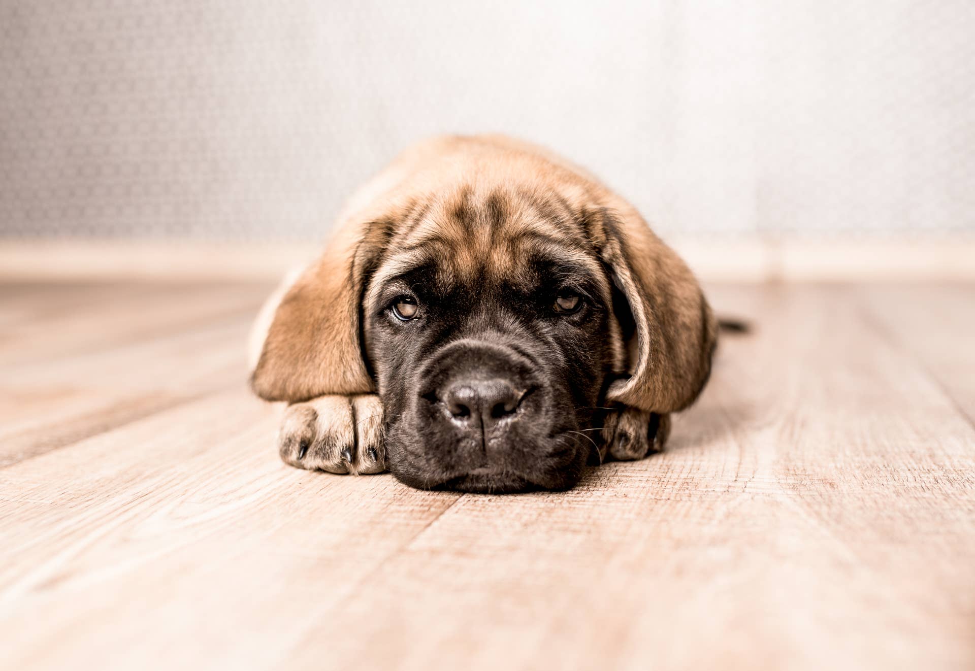 English Mastiff Sweetly Guarding 'His Baby' Will Make You Go 'Aww ...