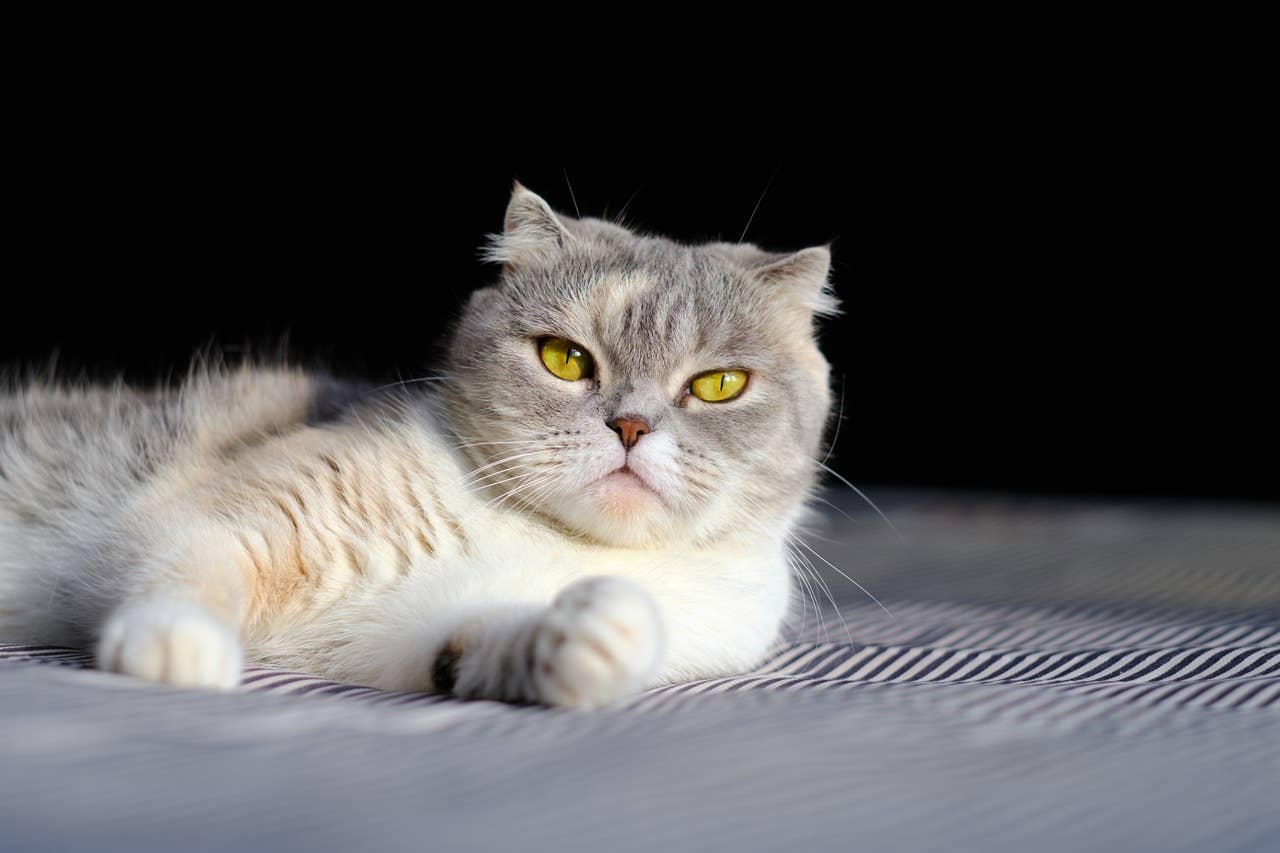 6 Best Lap Cats, According to Vets - Parade Pets