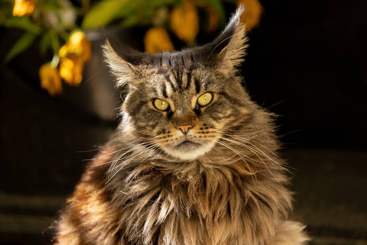 6 Best Lap Cats, According to Vets - Parade Pets