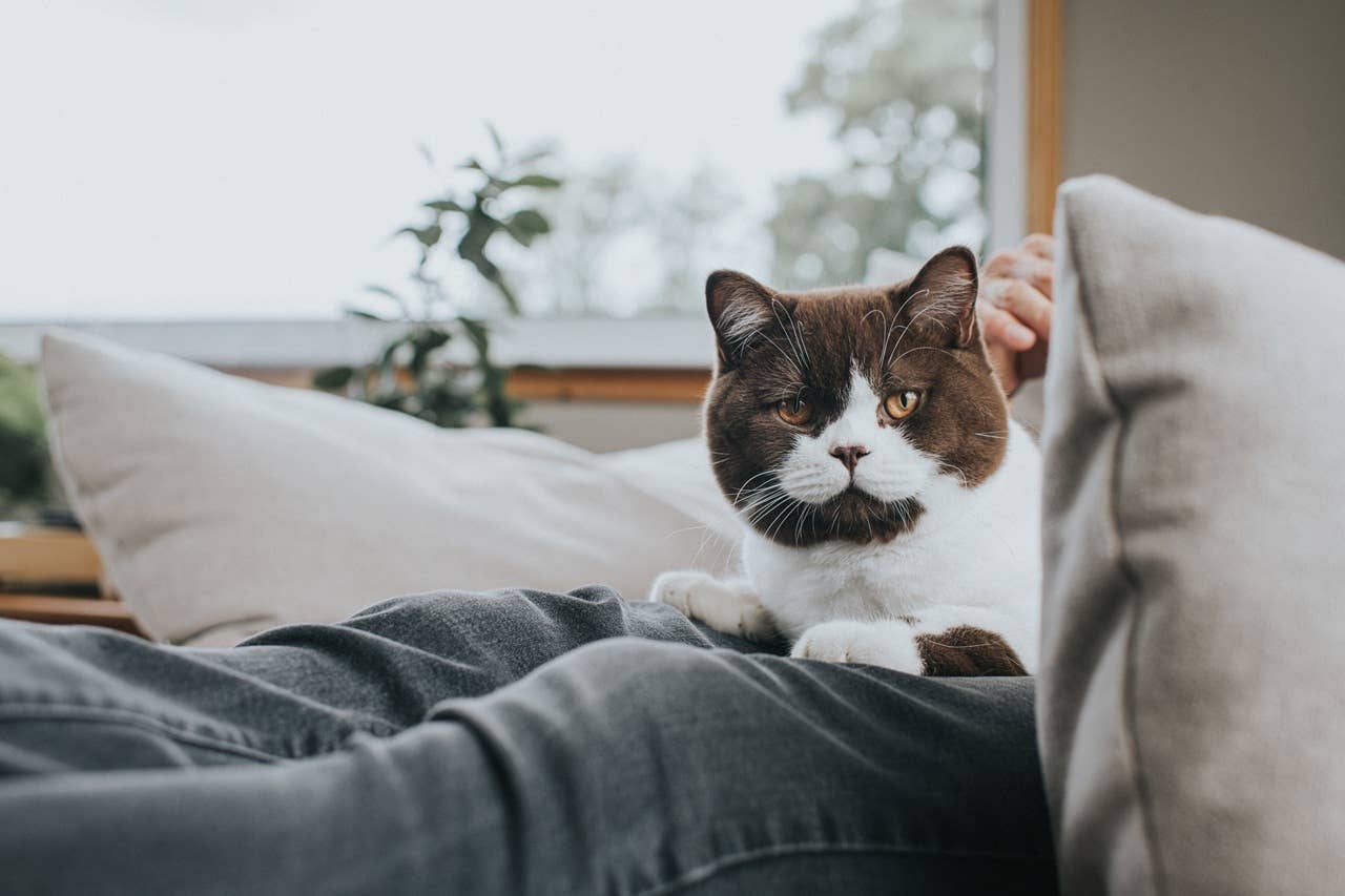6 Best Lap Cats, According to Vets - Parade Pets