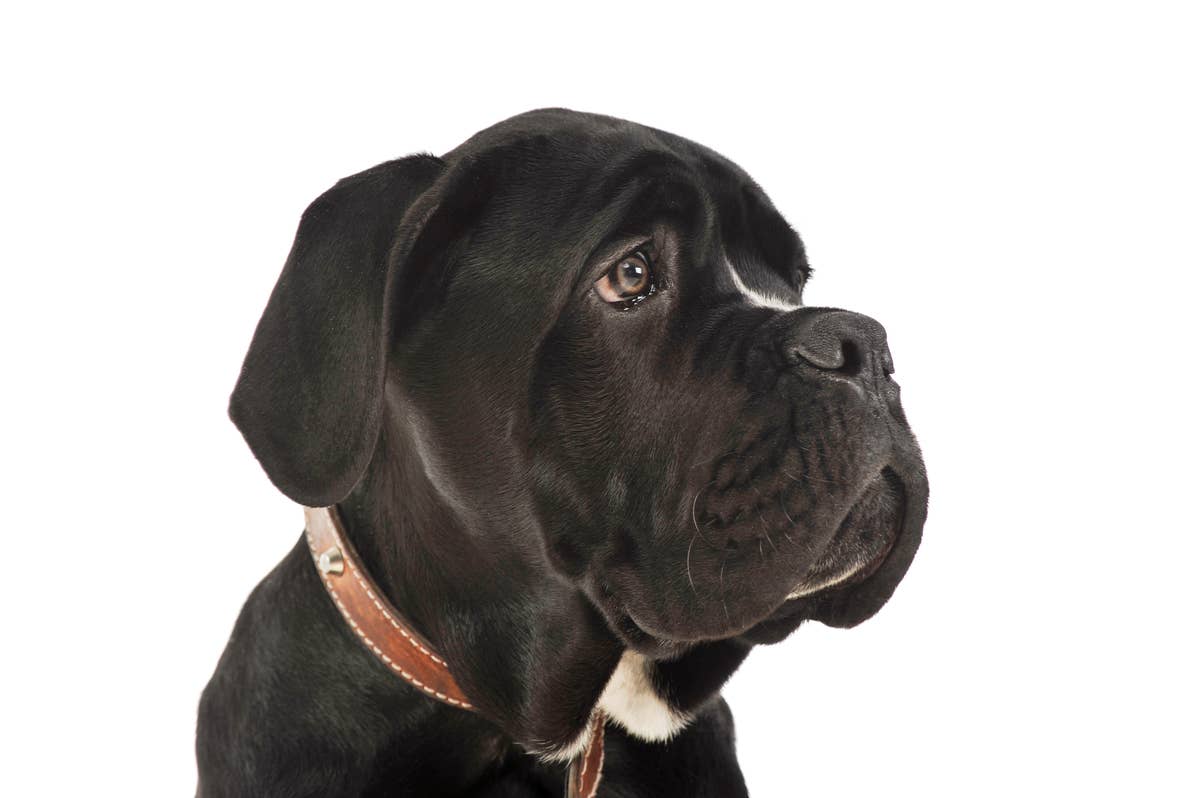 145-Pound Cane Corso Gently Getting in Bed to Snuggle His Humans Is ...