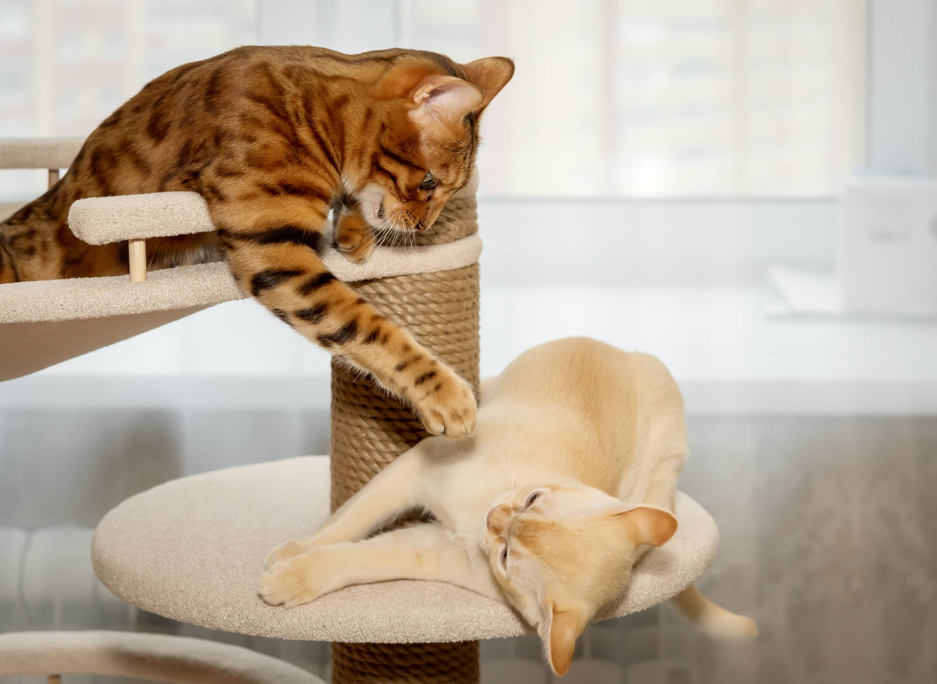 This Chic Cat Tree Is Perfect for Multi-Cat Households - Parade Pets