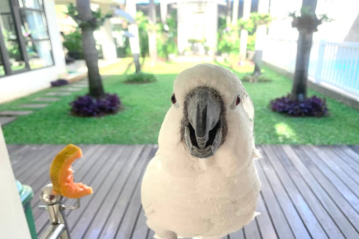 Cockatoo Returning Home After 4 Months Is the Happiest Boy in the World ...