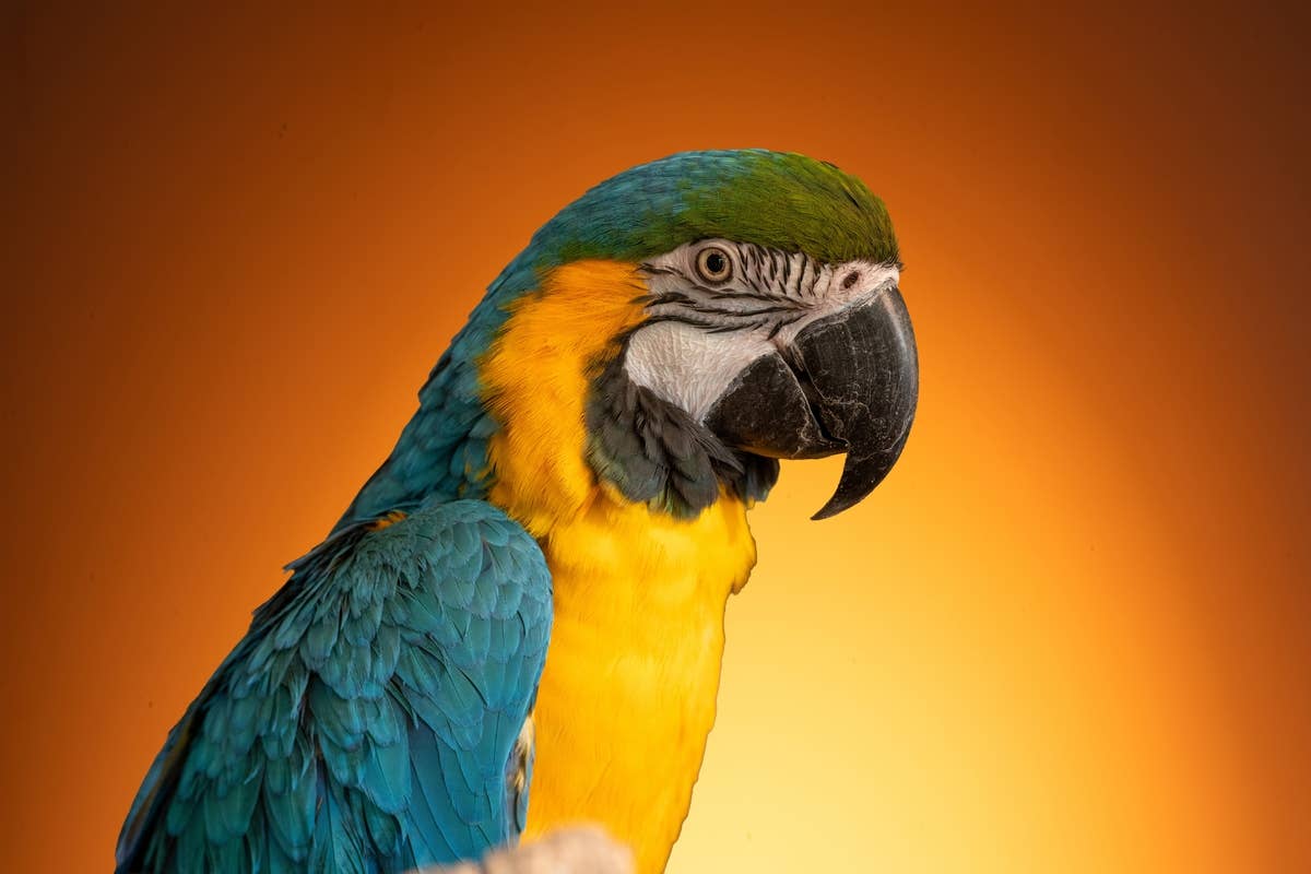 Macaw - Parade Pets