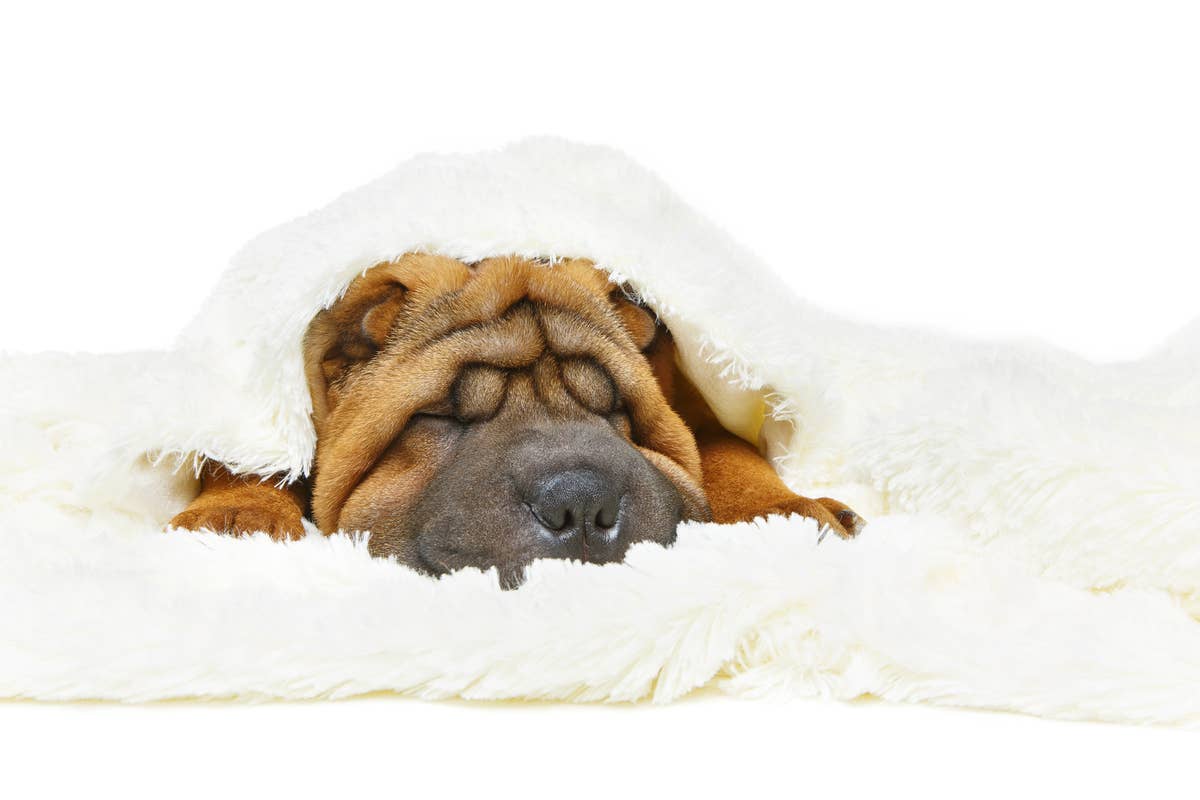 Unique Shar-Pei Mix Obsessed With Pacifiers Looks Like the Fluffiest ...