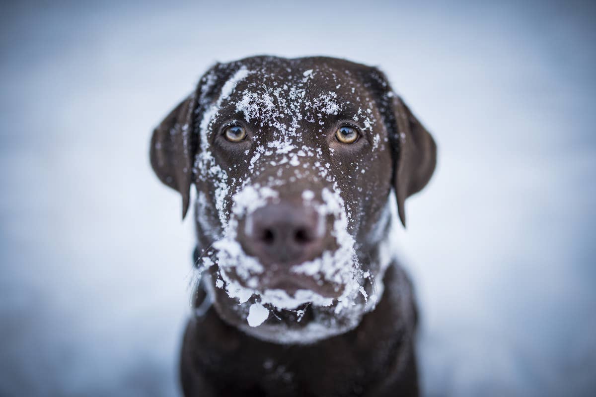 Chocolate Lab - Parade Pets