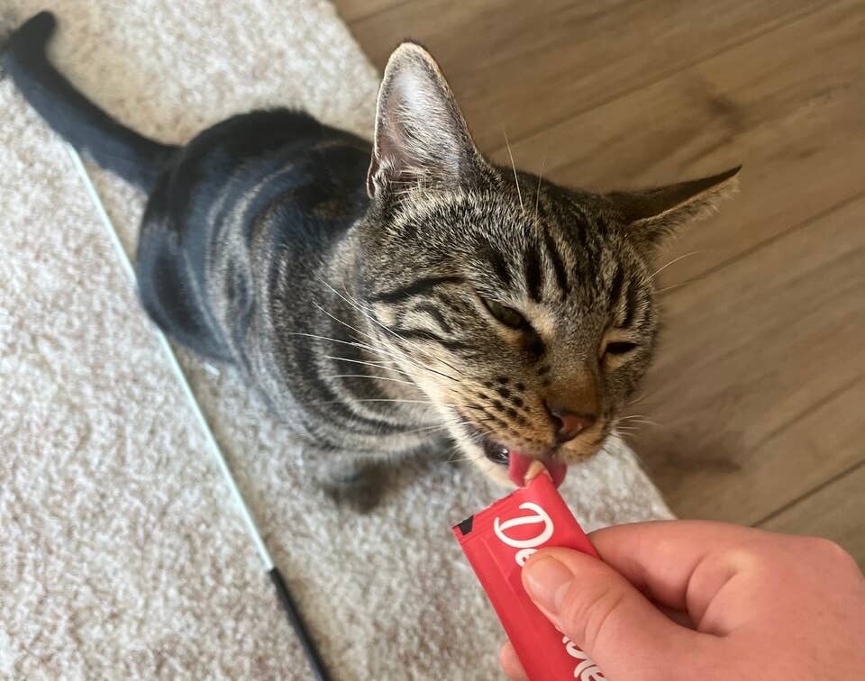 Pregnant Cat Found Injured on the Streets Gets a Second Chance at Life ...