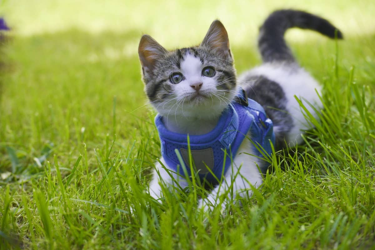 Man Finds Tiny Kitten on Road, and It Refuses to Leave Him - Parade Pets
