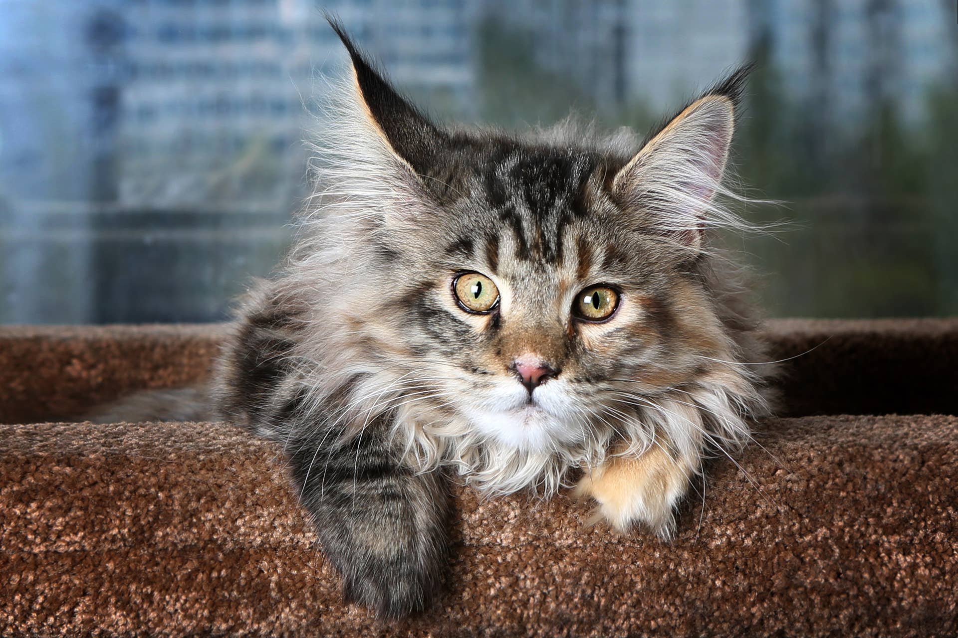Gray Maine Coon Cat With the Face of a Human Is So Charming - Parade Pets